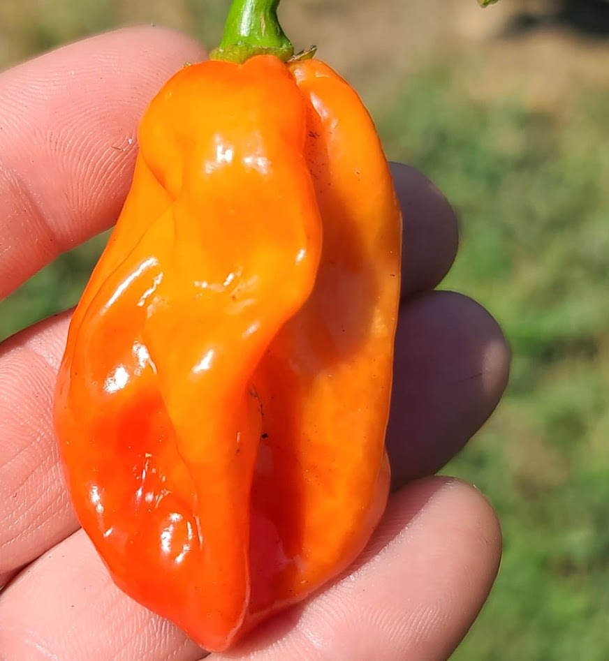 Holtwood Hot Pepper Gallery – Holtwood Hot Peppers